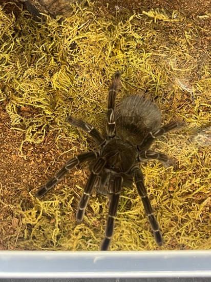 Brazilian Pink Bloom Bird Eater Tarantula by RoyaltyReptiles