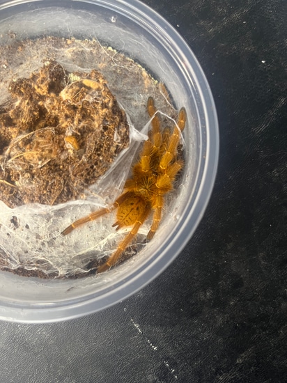 OBT Tarantula by RoyaltyReptiles