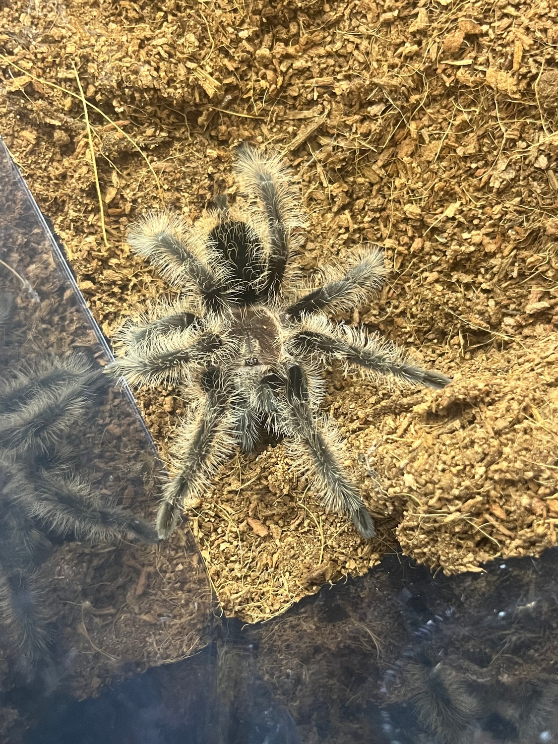 Nicaraguan Curly Hair Tarantula by RoyaltyReptiles - MorphMarket