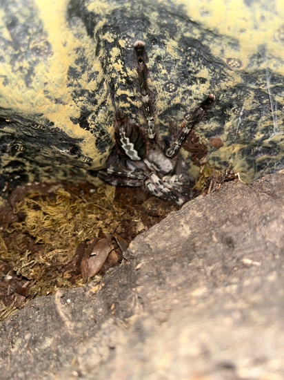 Ghost Ornamental Tarantula by RoyaltyReptiles