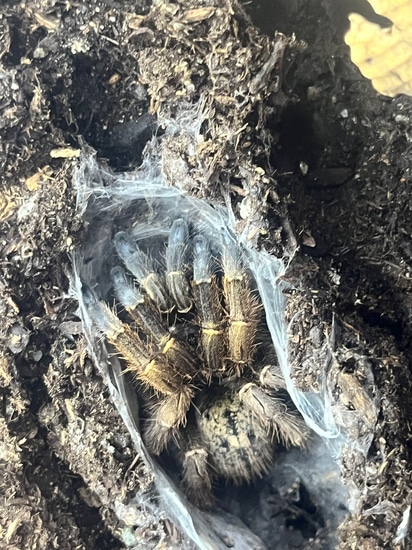 Blue Foot Trapdoor Baboon Tarantula by RoyaltyReptiles