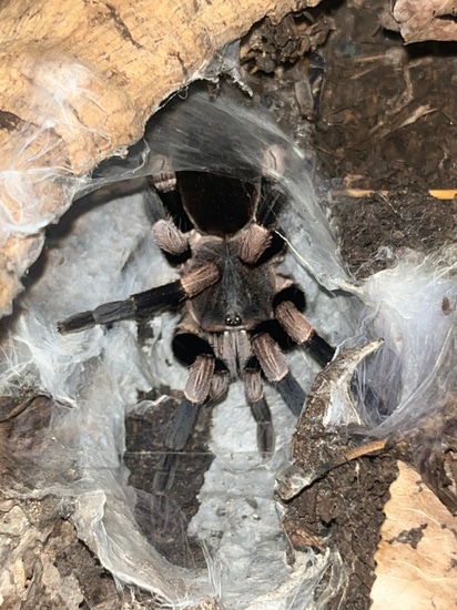 Himalayan Earth Tiger Tarantula by RoyaltyReptiles