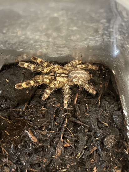 Old World Tarantula Pack by RoyaltyReptiles