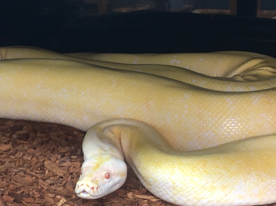 Albino Granite Paternless 9ft Female Burmese Python by Royal Union Pets
