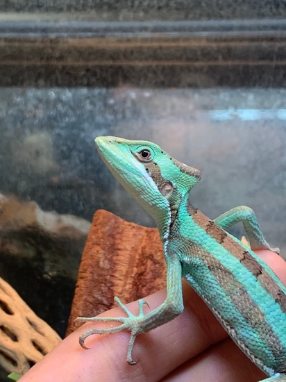 Julio’s Casque Conehead Iguana CBB More Lizard by Royal Union Pets