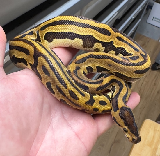 Leopard Enchi Puzzle Het Hypo Het Pied Ball Python by Elusive Propagations by Barry Swope