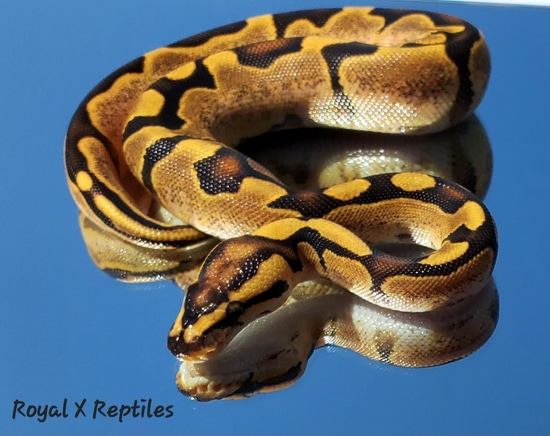SALE! Orange Dream Enchi Calico Pos Yellow Belly 50% Het Clown Ball Python by Royal X Reptiles