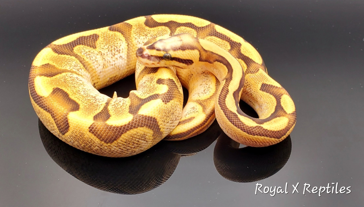 SALE! Orange Dream Vanilla Enchi Calico Pos Super Vanilla, Super OD, Yb ...