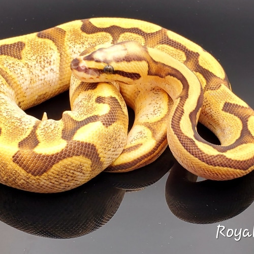 Royal X Reptiles - MorphMarket