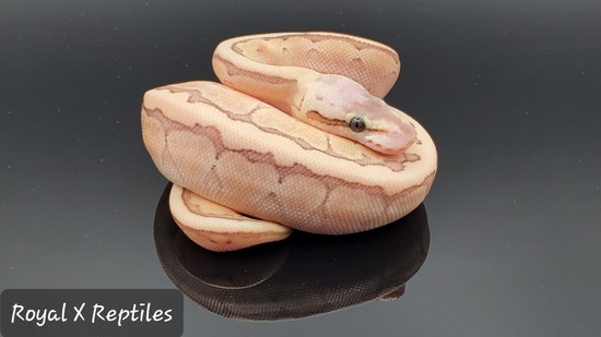 Killer Emperor Pinstripe Ball Python by Royal X Reptiles