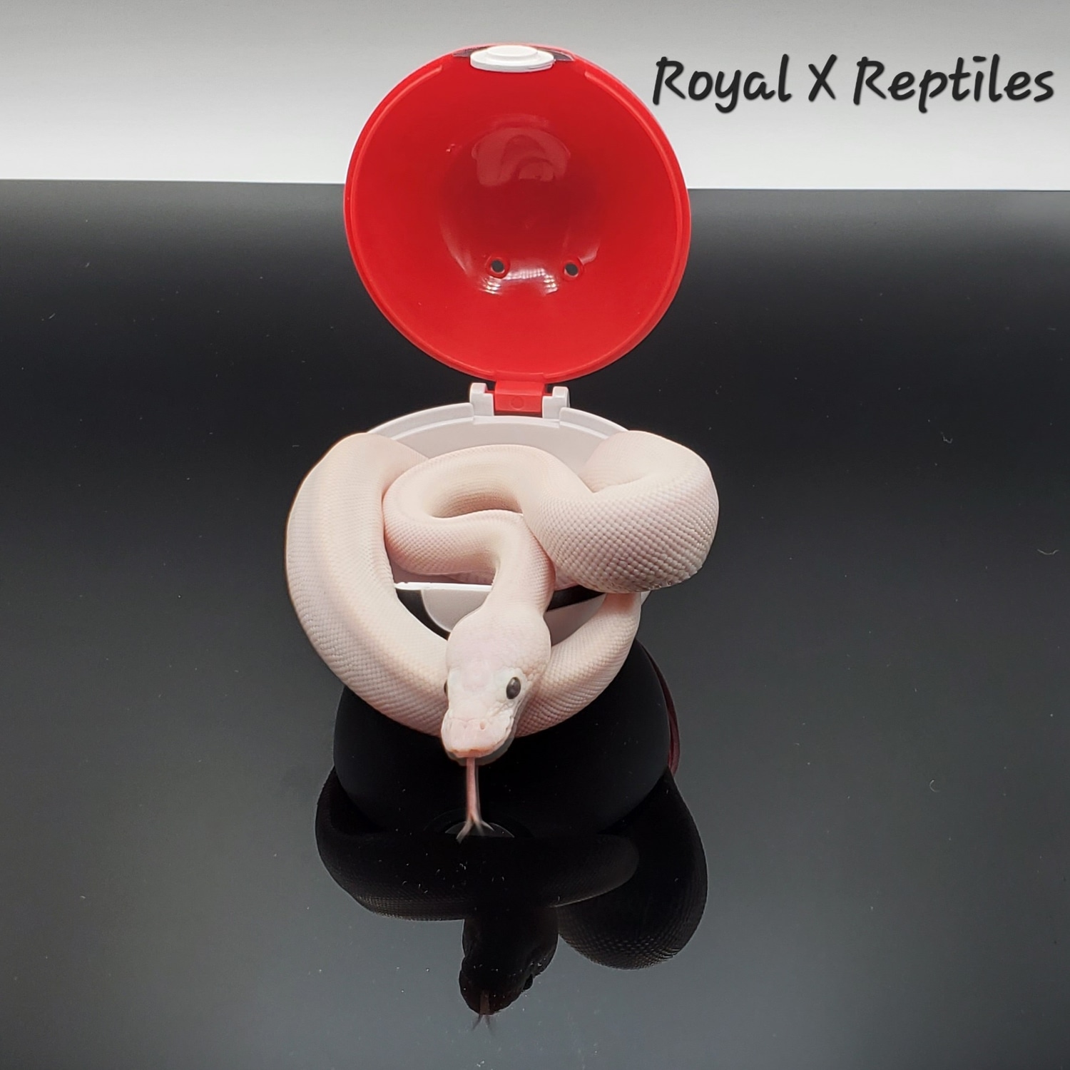 SALE! Lesser,(Lesser/Mojave) Possible Super Pastel,Pastel,Pinstripe,GHI ...