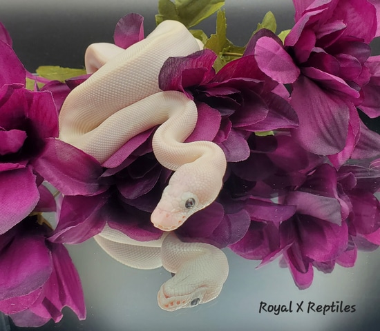 Free Shipping! Bel Lesser, (Lesser/Mojave) Possible Super Pastel, Pinstripe, GHI Ball Python by ...