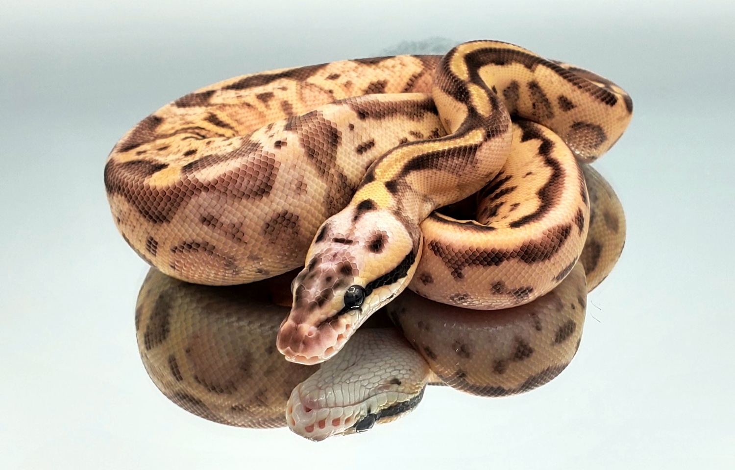 Orange Dream, Pastel, Leopard, Vanilla 100% Het Clown Pos Enchi Ball ...