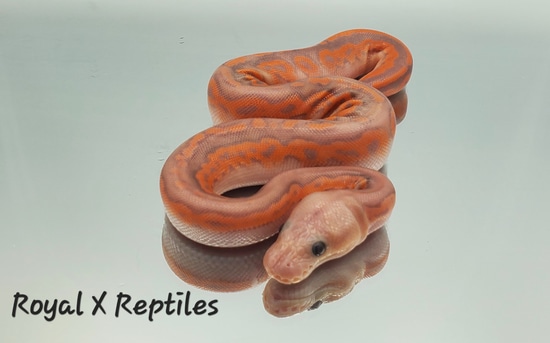 Barnhart Black Pastel Black Head Banana Clown Pos Ringer Gene Red Gene ...