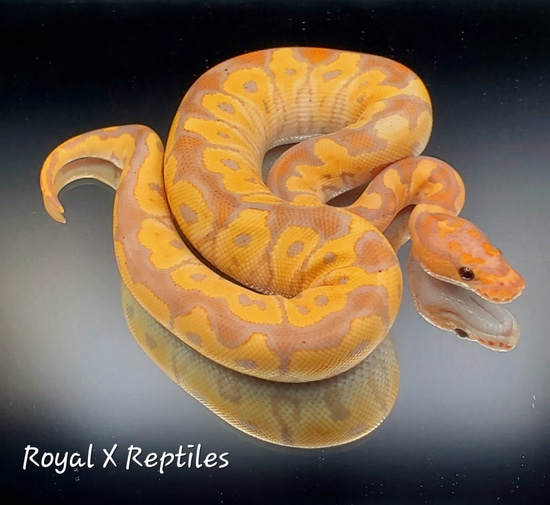 *RTB* Proven Coral Glow Clown Het Monsoon Ball Python by Royal X Reptiles