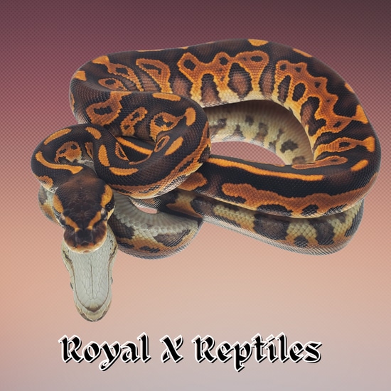 Barnhart Black Pastel Black Head Enchi Het Clown Ball Python by Royal X ...