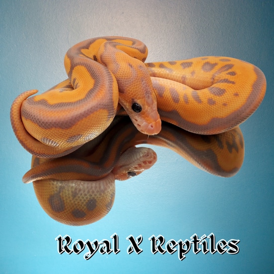 Barnhart Black Pastel Leopard Banana Yellow Belly Clown Ball Python by Royal X Reptiles