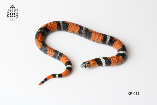 CBB'22 0.1 Tricolor Hognose Snake Tri-Color Hognose by Wellspring ...