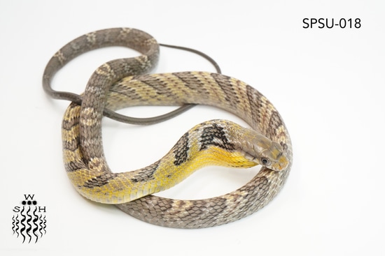 CBB'23 Amazon Puffing Snake (Spilotes Sulphureus) More Colubrid by ...