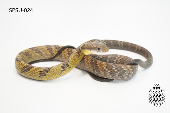 CBB'23 Amazon Puffing Snake (Spilotes Sulphureus) More Colubrid by ...