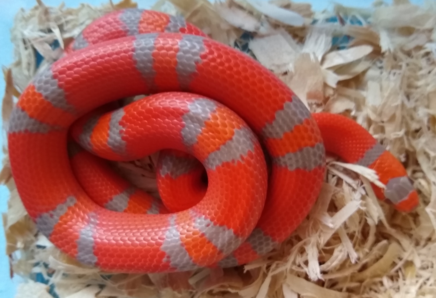 Exceptional Extreme Hypo (66% Anery) Honduran Milk Snake by Royce's ...