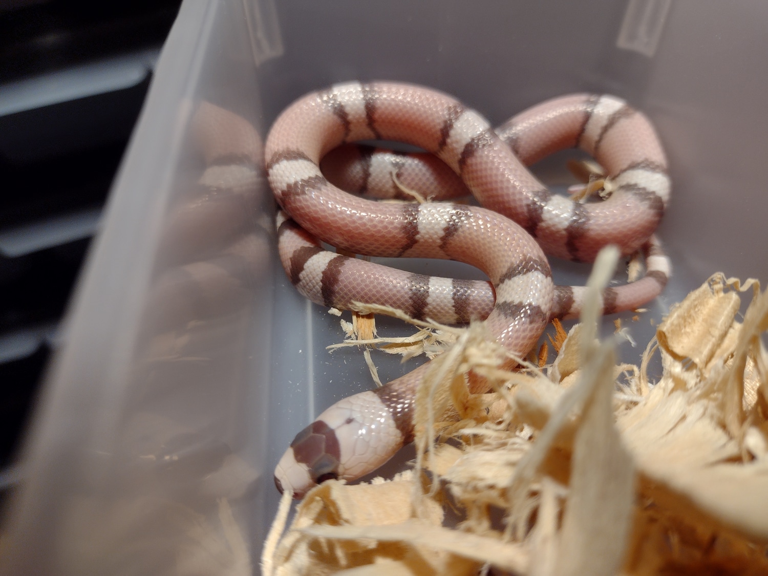 Female Ghost From Extreme Lineage Honduran Milk Snake by Royce's Hondos ...