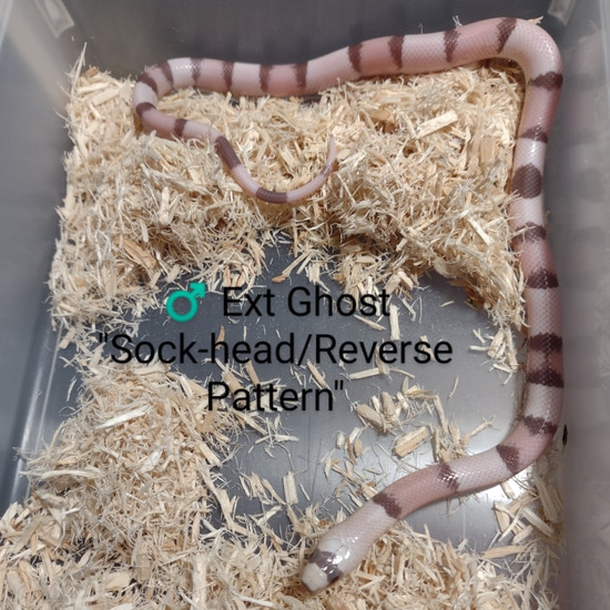 Extreme Ghost Reverse Pattern Aberrant Honduran Milk Snake by Wickedly ...