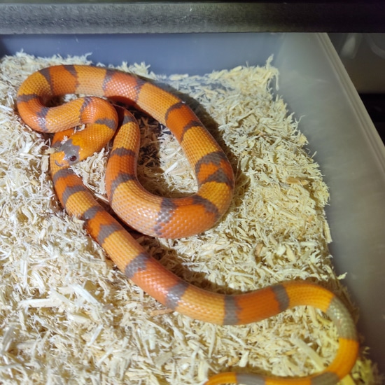 Female Extreme Sock-Head Het For Ghost Honduran Milk Snake by Wickedly ...