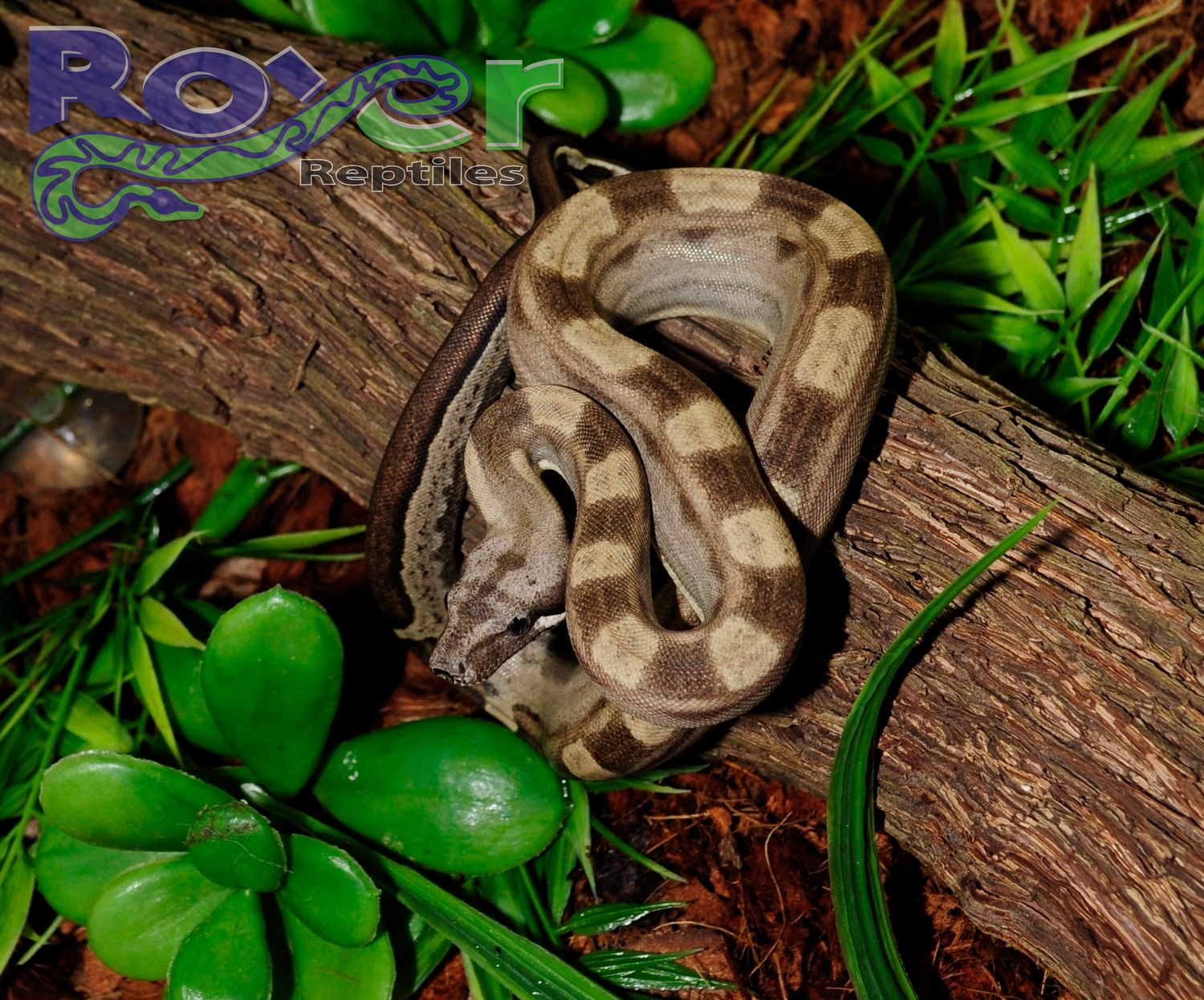 Motley Het VPI TPos Boa Constrictor by Jason Royer Reptiles - MorphMarket
