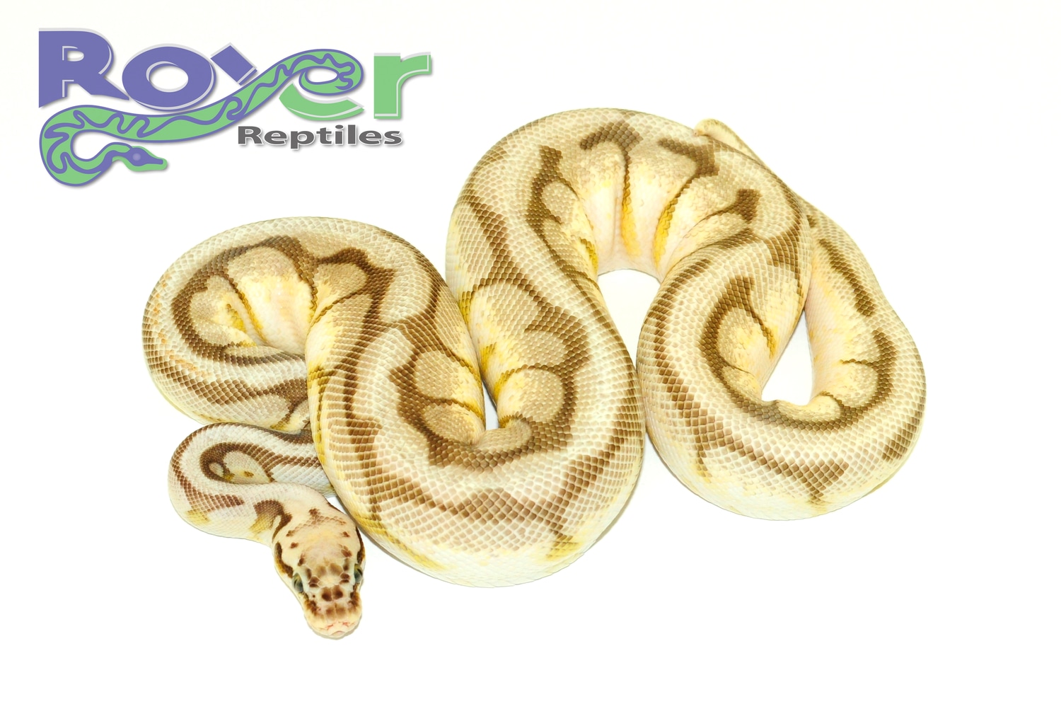 X-Treme Gene Pastel Spider Butter Yellowbelly Ball Python by Jason ...