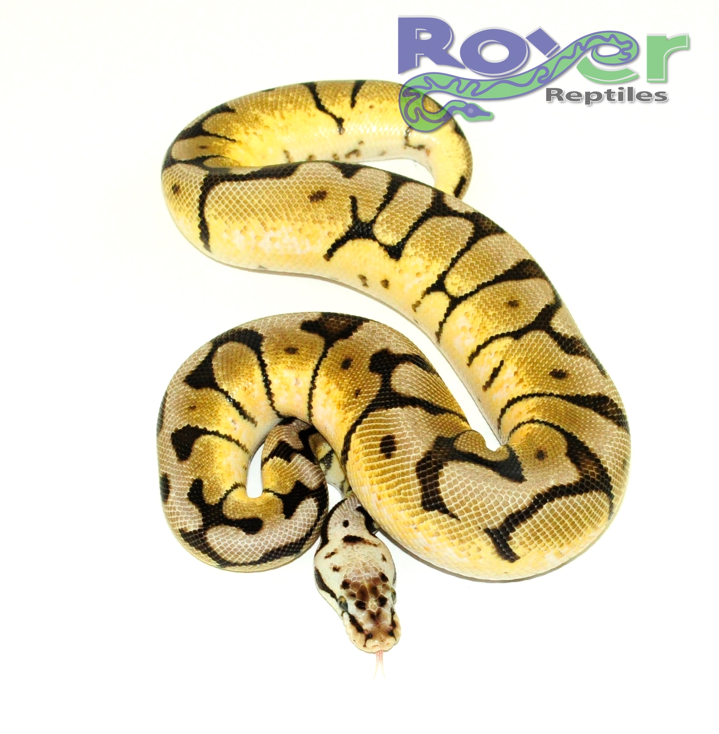 Bumblebee Ball Python by Jason Royer Reptiles - MorphMarket