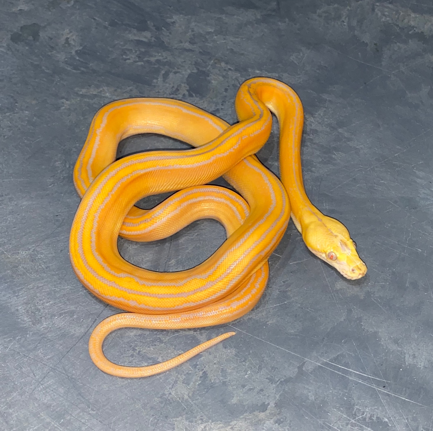 Purple Albino Goldenchild Tiger Reticulated Python by Jason Royer ...