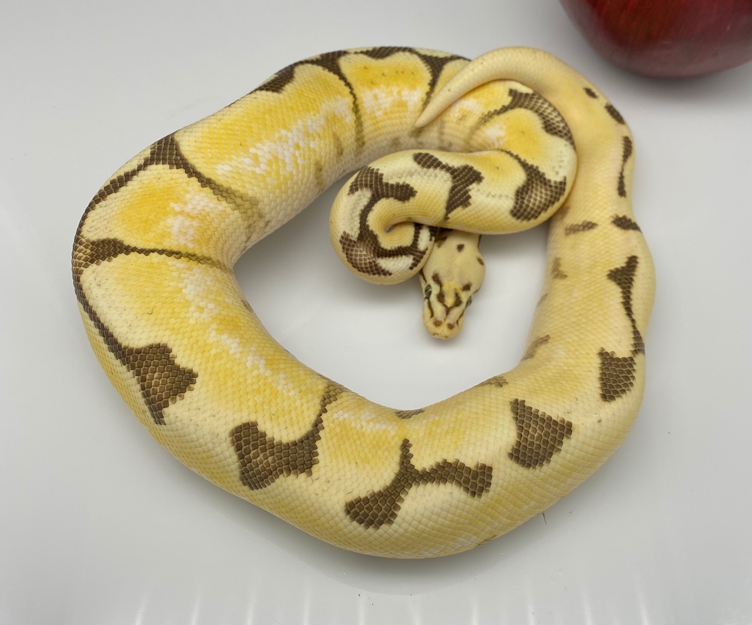 Orange Dream Fire Pastel Spider Possible Enchi Ball Python by Jason ...