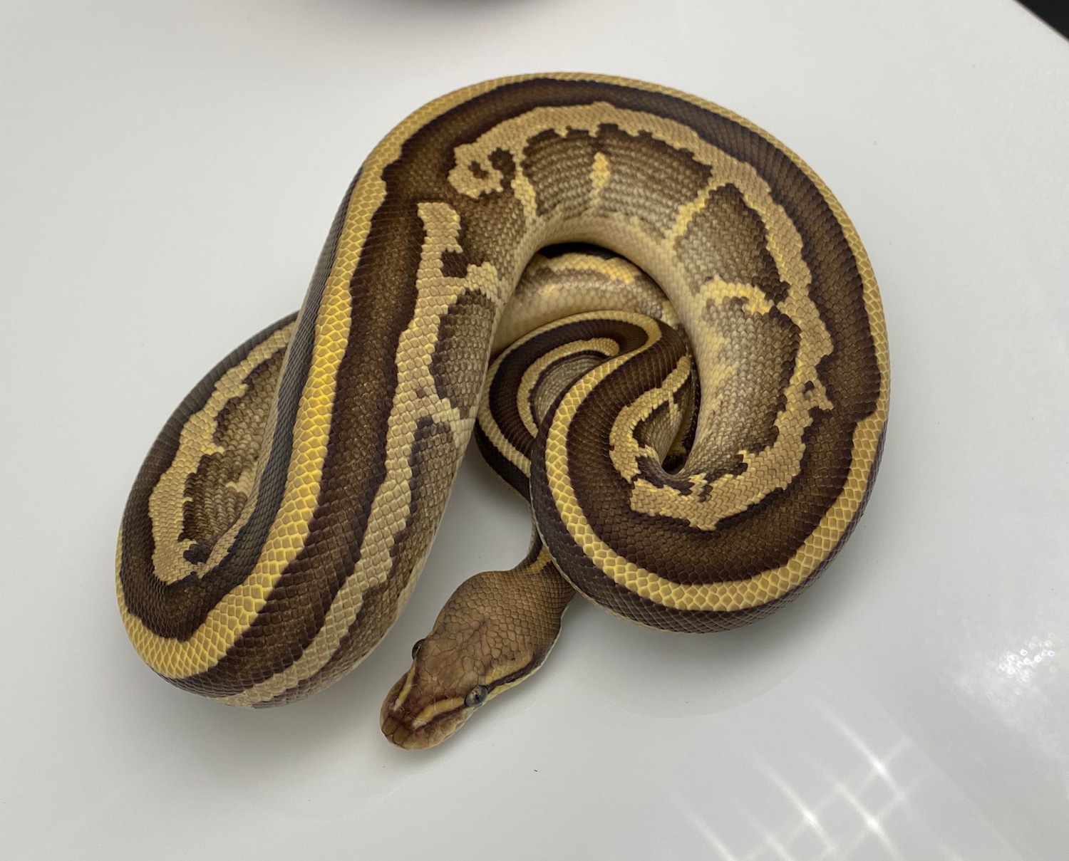 Vanilla/Fire Leopard Mojave 50% Possible Double Het Pied Clown Ball ...
