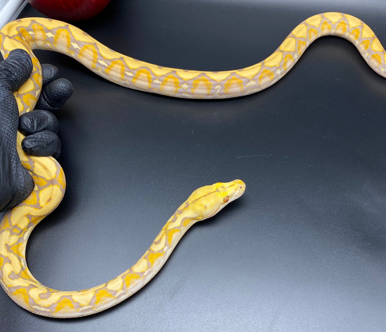 Purple Albino Reticulated Python by Jason Royer Reptiles - MorphMarket