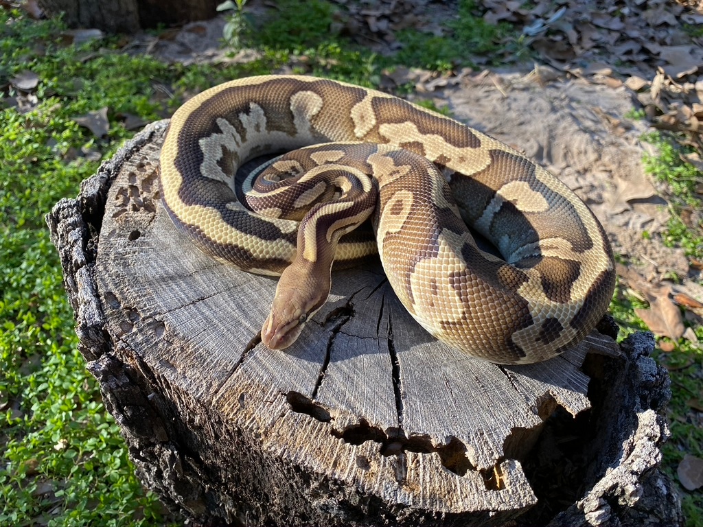 Vanilla Or Fire Leopard Mojave 50% Het Clown 50% Het Pied Ball Python ...