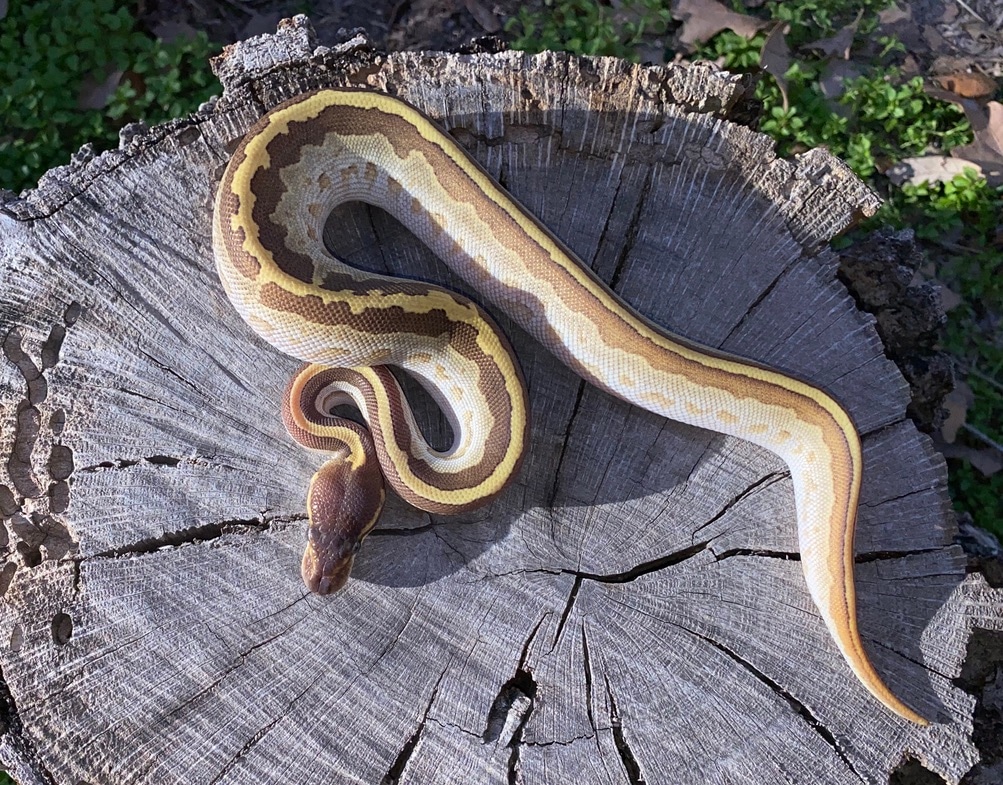 Blackhead Mojave Pinstripe Het Lavender Albino Ball Python by Jason ...