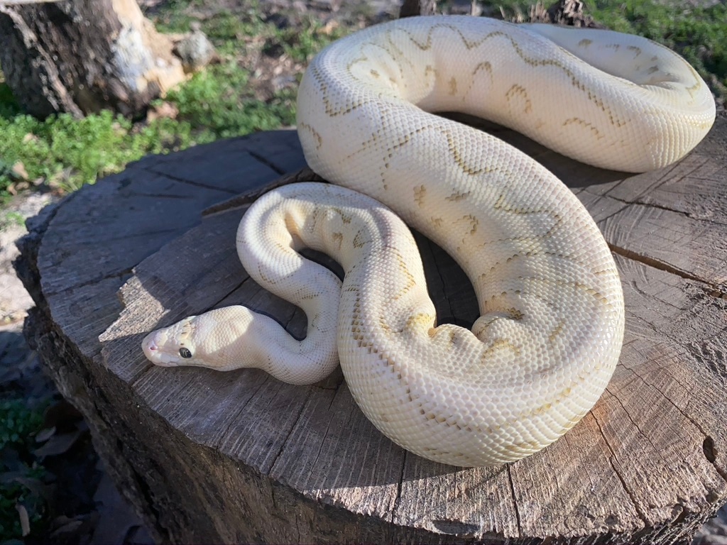 Super Pastel Orange Dream Fire Mojave Clown Ball Python by Jason Royer ...