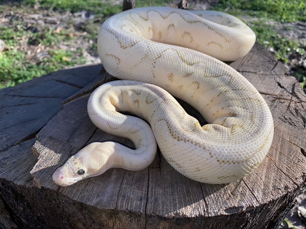 Super Pastel Orange Dream Fire Mojave Clown Ball Python by Jason Royer ...