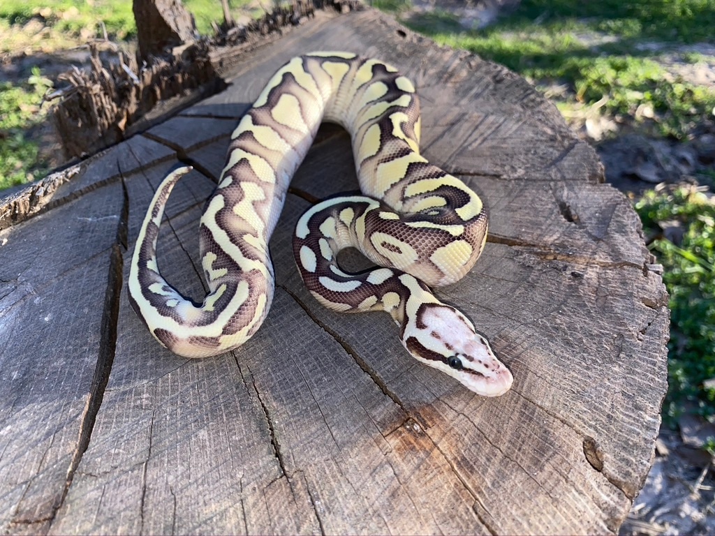 Pastel Lesser Vanilla Possible Orange Dream Possible Yellowbelly Het ...
