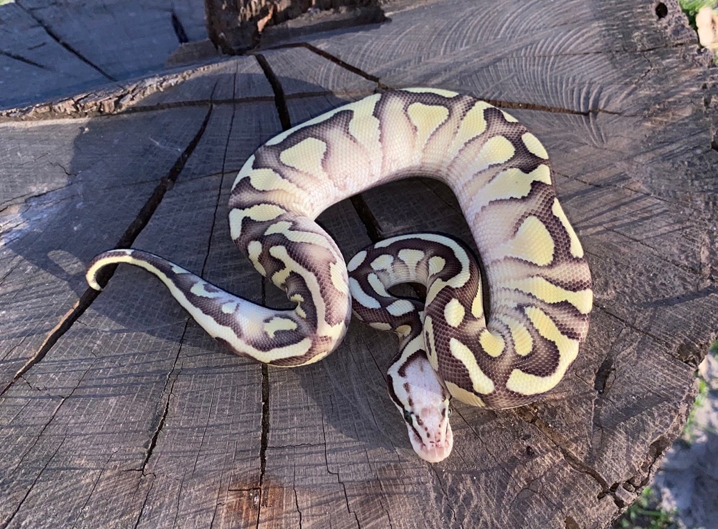 Pastel Lesser Vanilla Possible Orange Dream Possible Yellowbelly Het ...