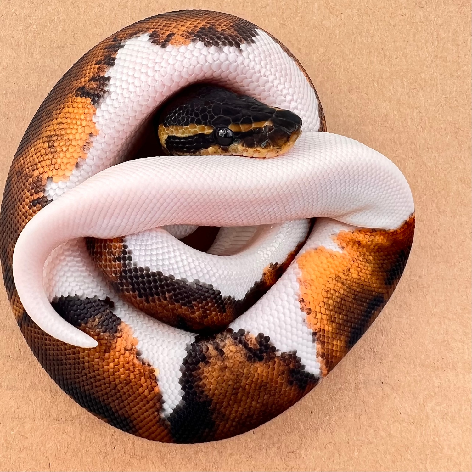 Blackhead Piebald Het Lavender Albino Ball Python by Jason Royer ...