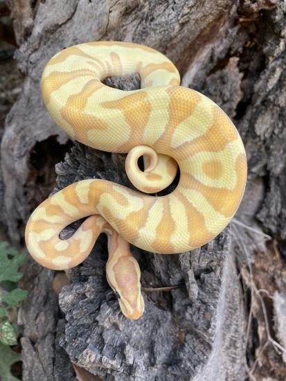 Banana Super Enchi Mojave Possible OD, YB And 50% Phet Pied Ball Python ...