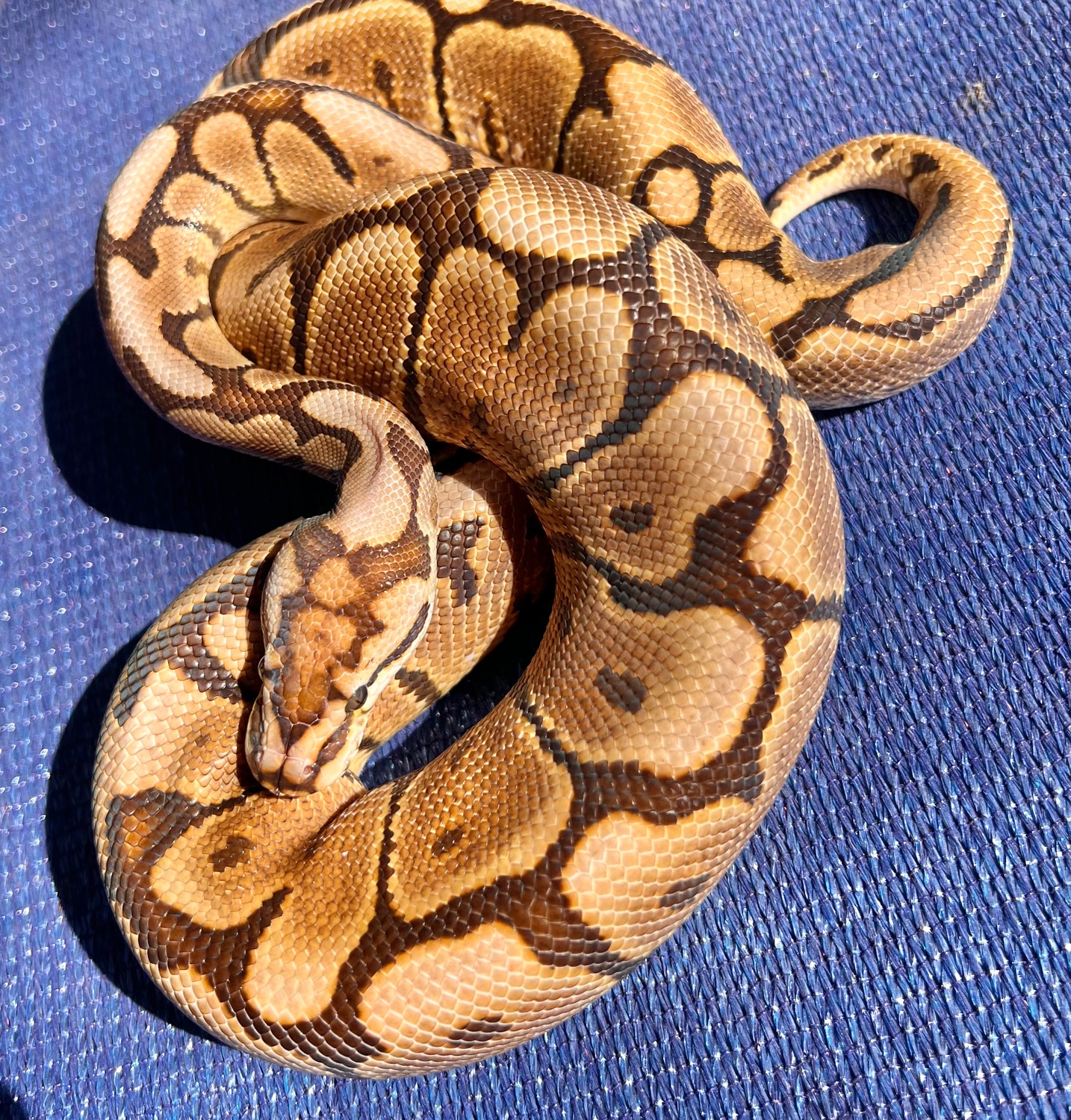 Black Pastel Spider DH Hypo Clown Ball Python by Jason Royer Reptiles ...