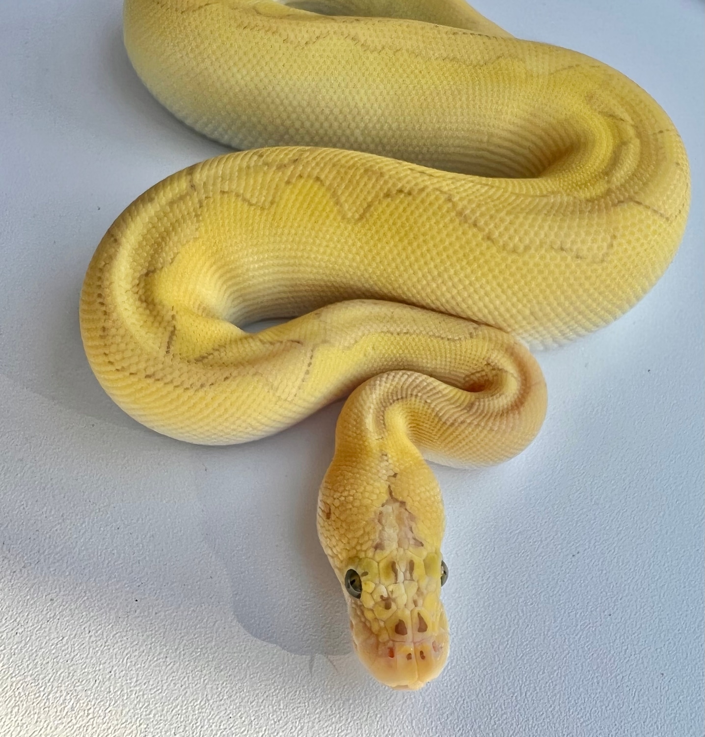Orange Dream Enchi Vanilla Lesser Pastel Clown Ball Python by Jason ...