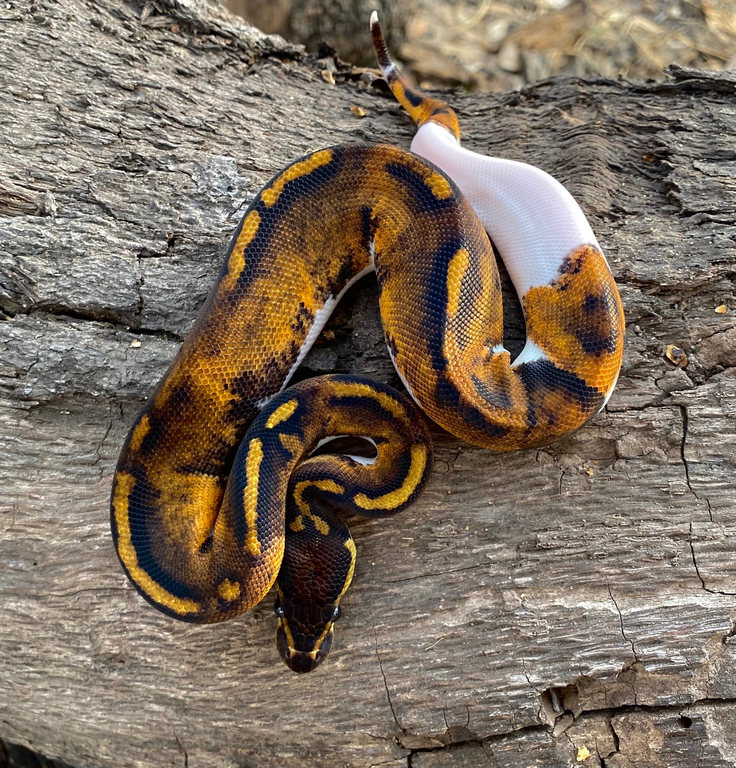 Blackhead Pied Het Lavender Ball Python by Jason Royer Reptiles ...