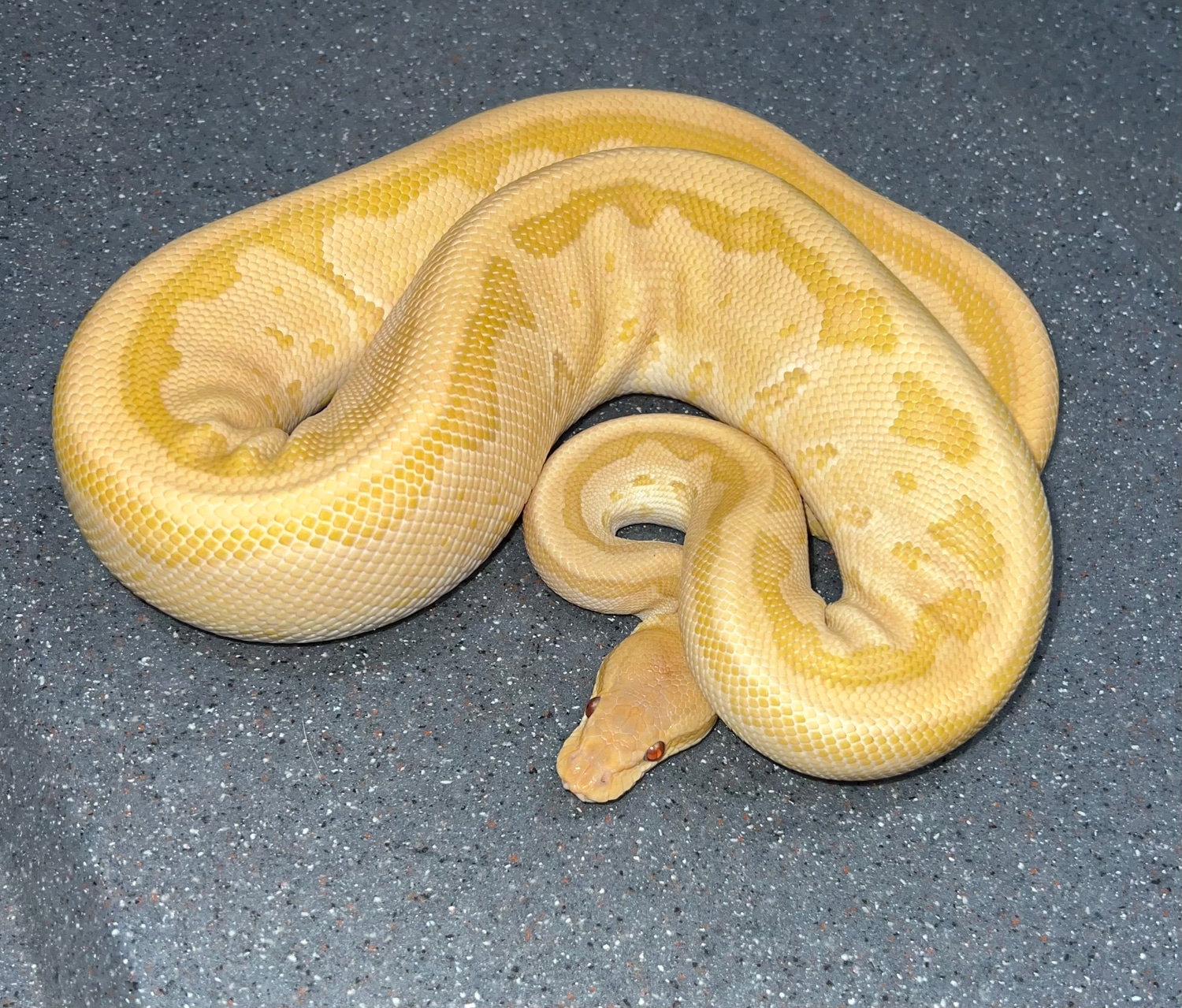 Proven Breeder Blackhead Pinstripe Lavender Albino Ball Python by Jason ...