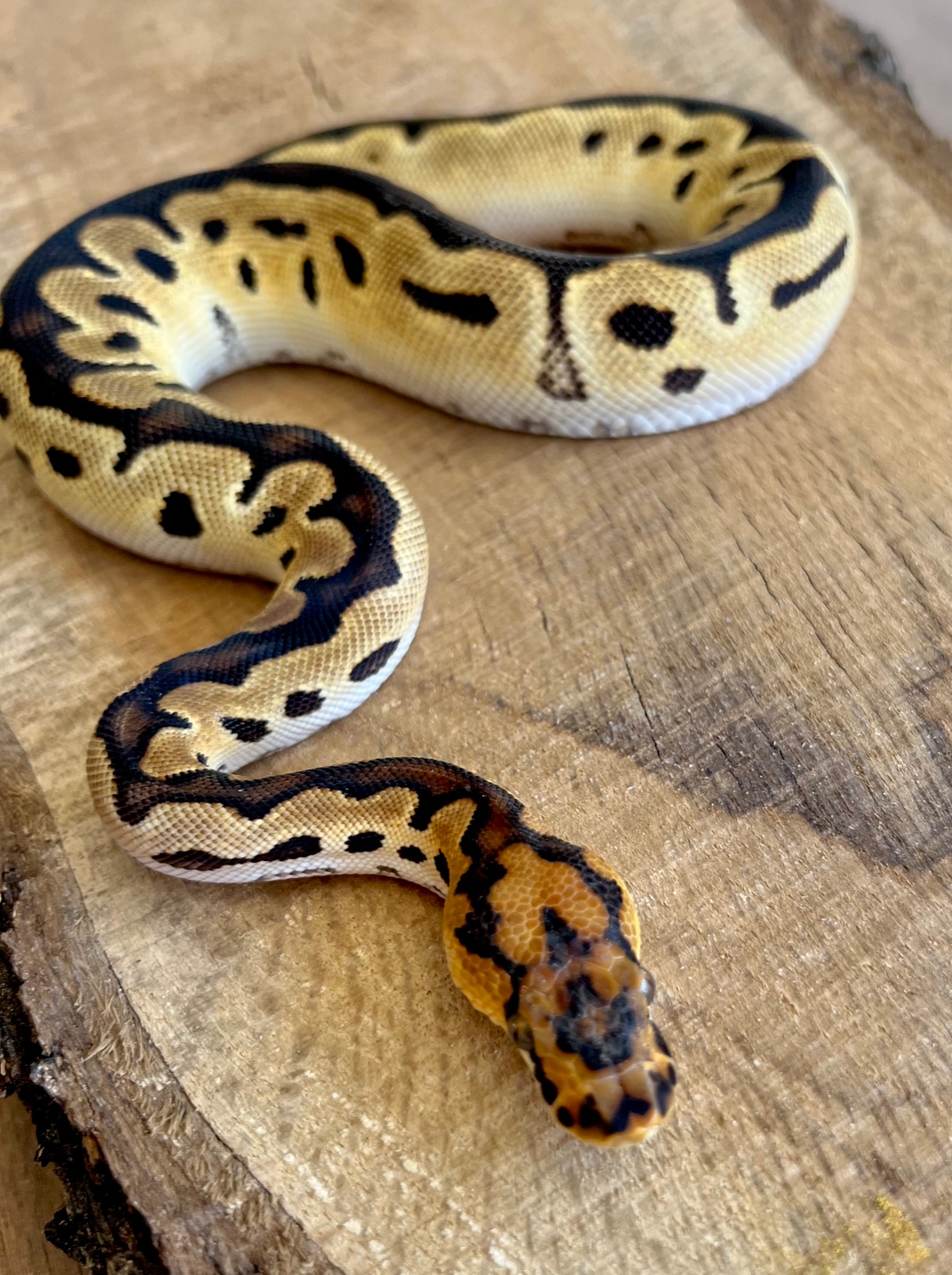 OD Vanilla Clown Ball Python by Jason Royer Reptiles - MorphMarket