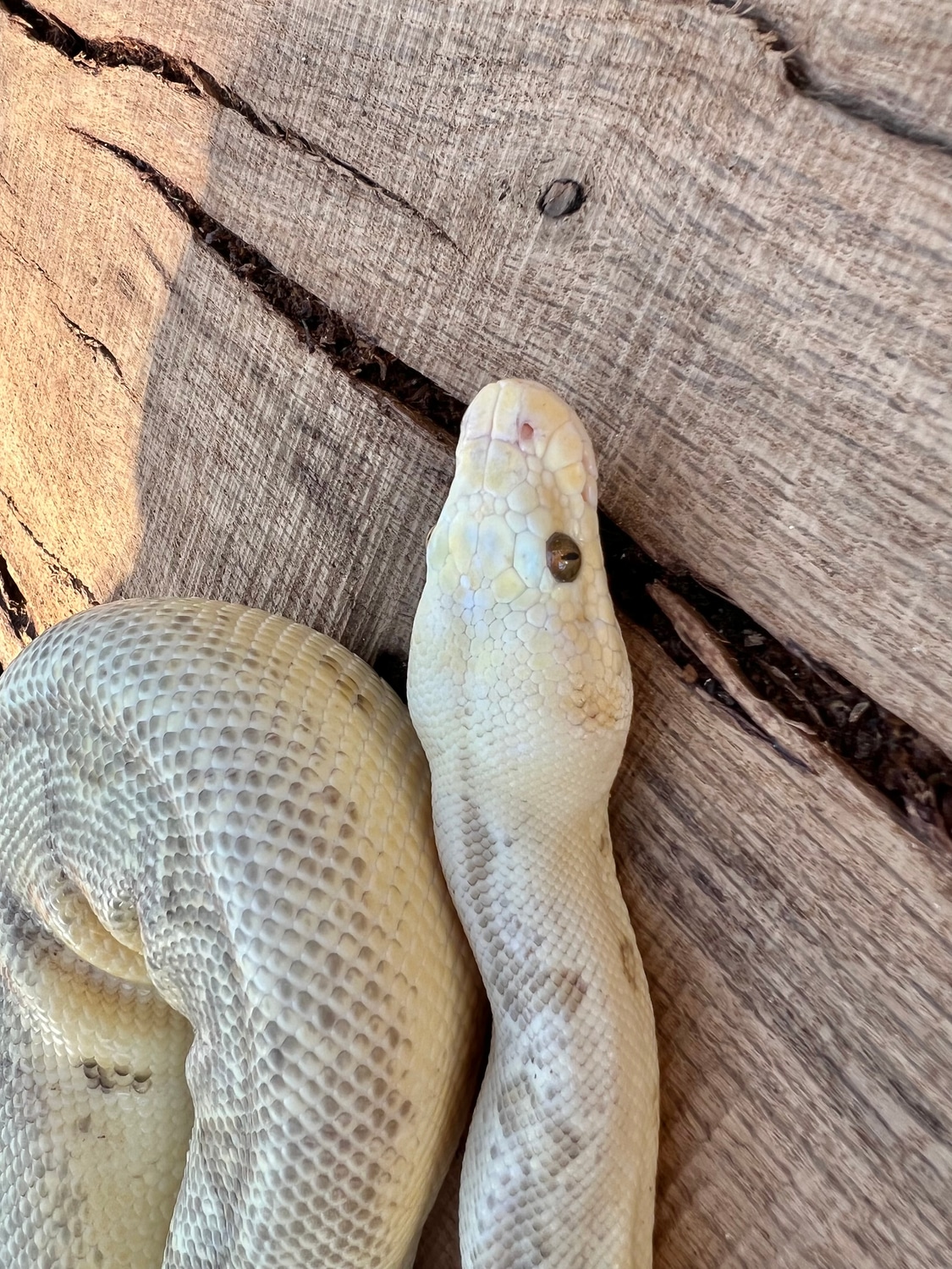 Clown Killerbee- Proven Breeder Ball Python by Jason Royer Reptiles ...