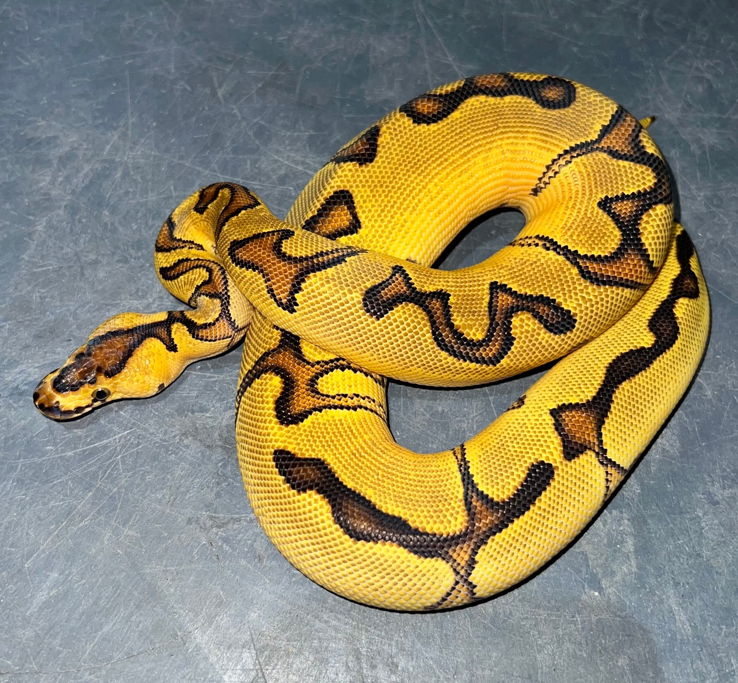 Enchi Yellowbelly Clown Ball Python by Jason Royer Reptiles - MorphMarket